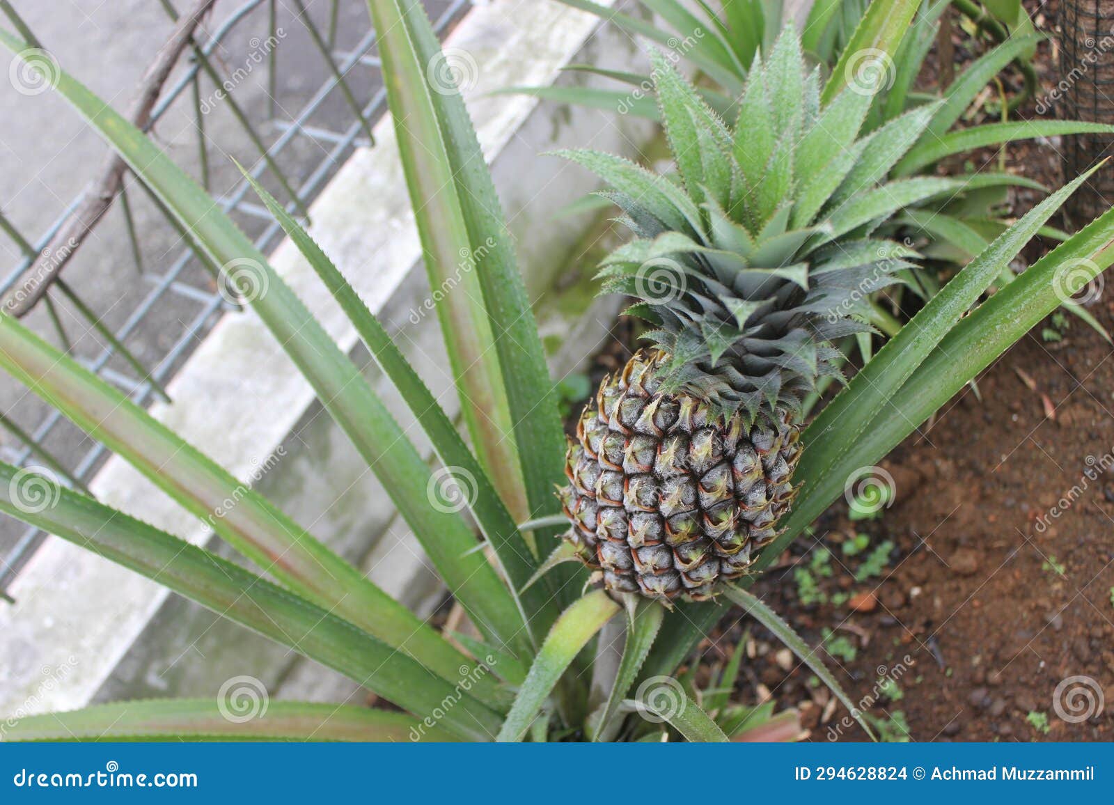 Beautiful pineapple fruit stock photo. Image of grass - 294628824