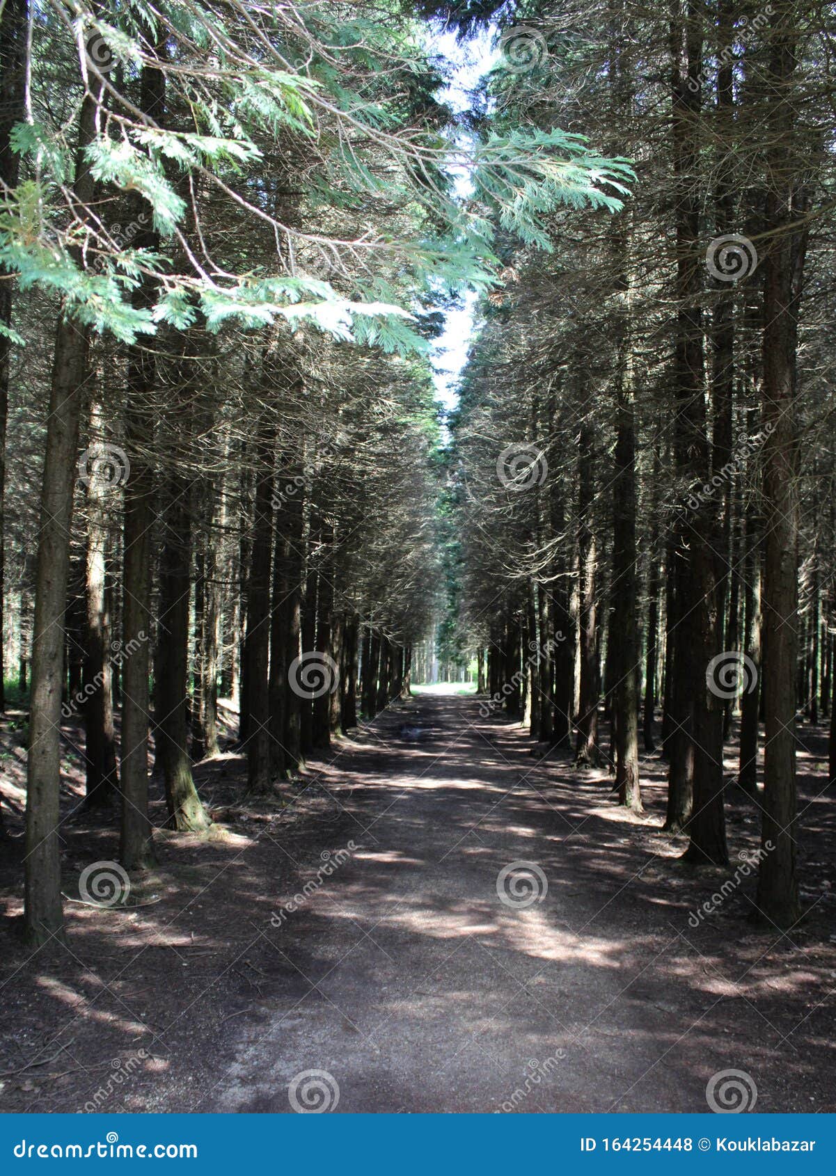 A Beautiful Pinewood Forest Stock Photo - Image of water, colors: 164254448