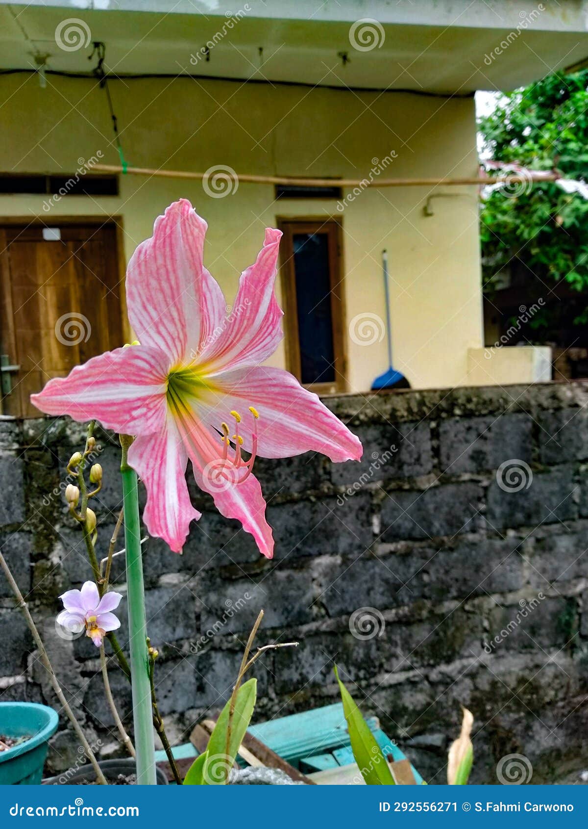 Beautiful Ping Amaryllis Lily Stock Image - Image of love, leaf: 292556271