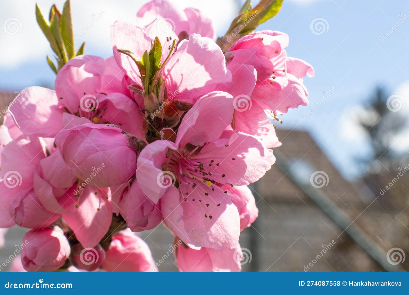 Beautiful Ping Blooming Sakura in the Garden Stock Photo - Image of ...