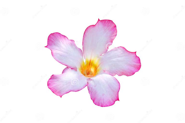 Pink Adenium Obesum Flower On White Background Stock Illustration