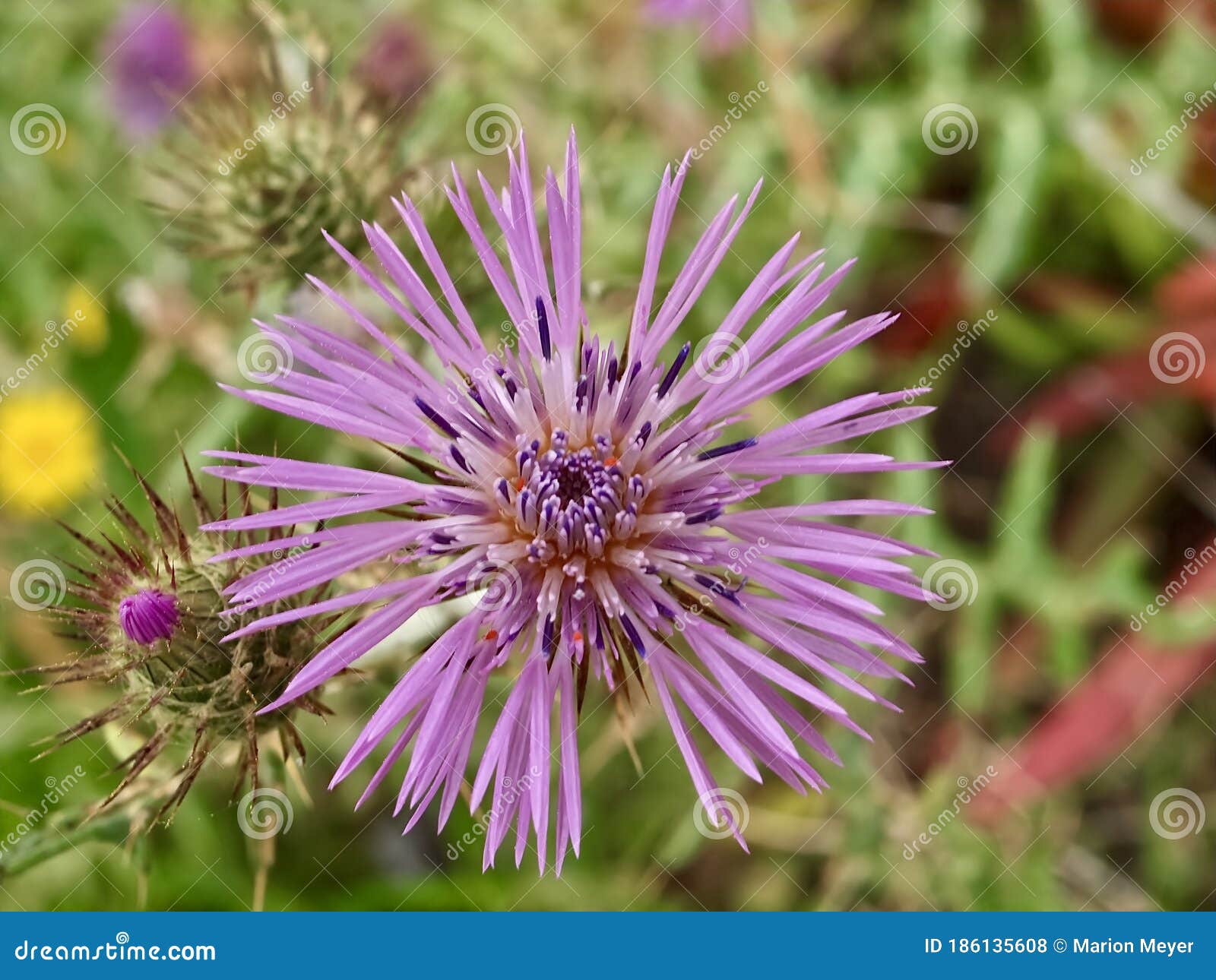 Macro of a Pink Thistle at the Algarve Stock Photo - Image of mild ...