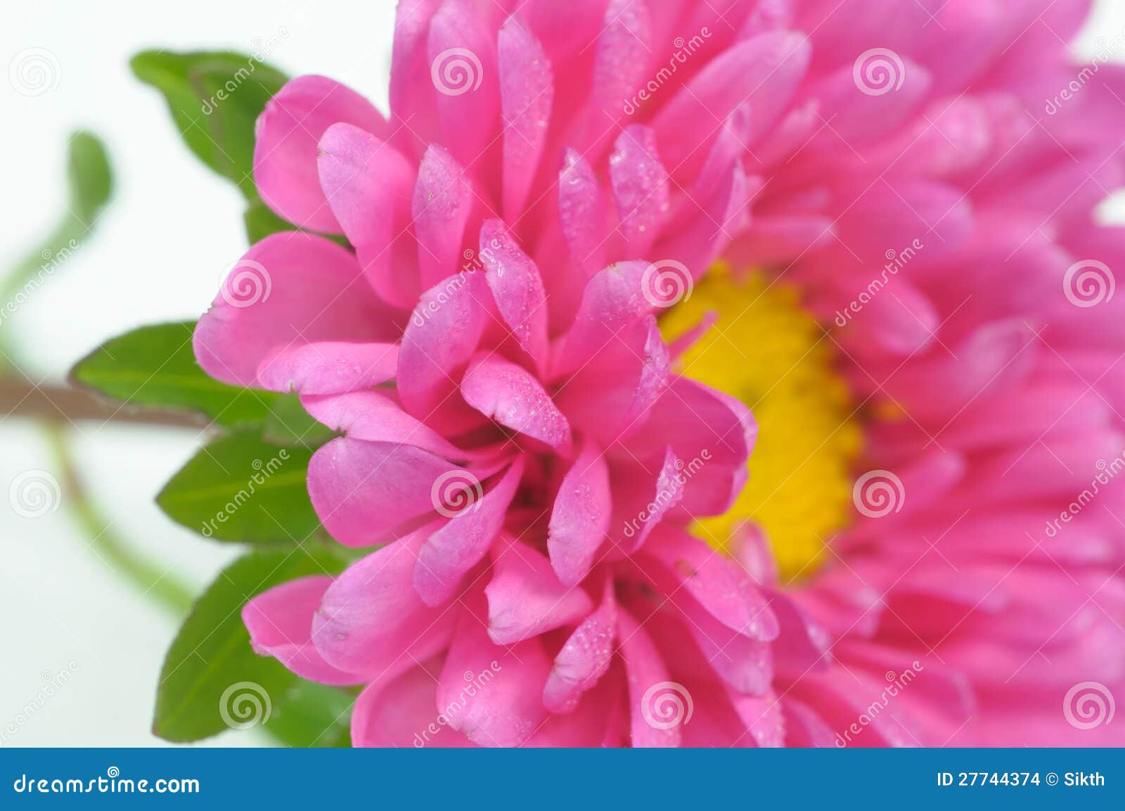 Beautiful Pink Aster Flower Close-Up Stock Photo - Image of beautiful ...