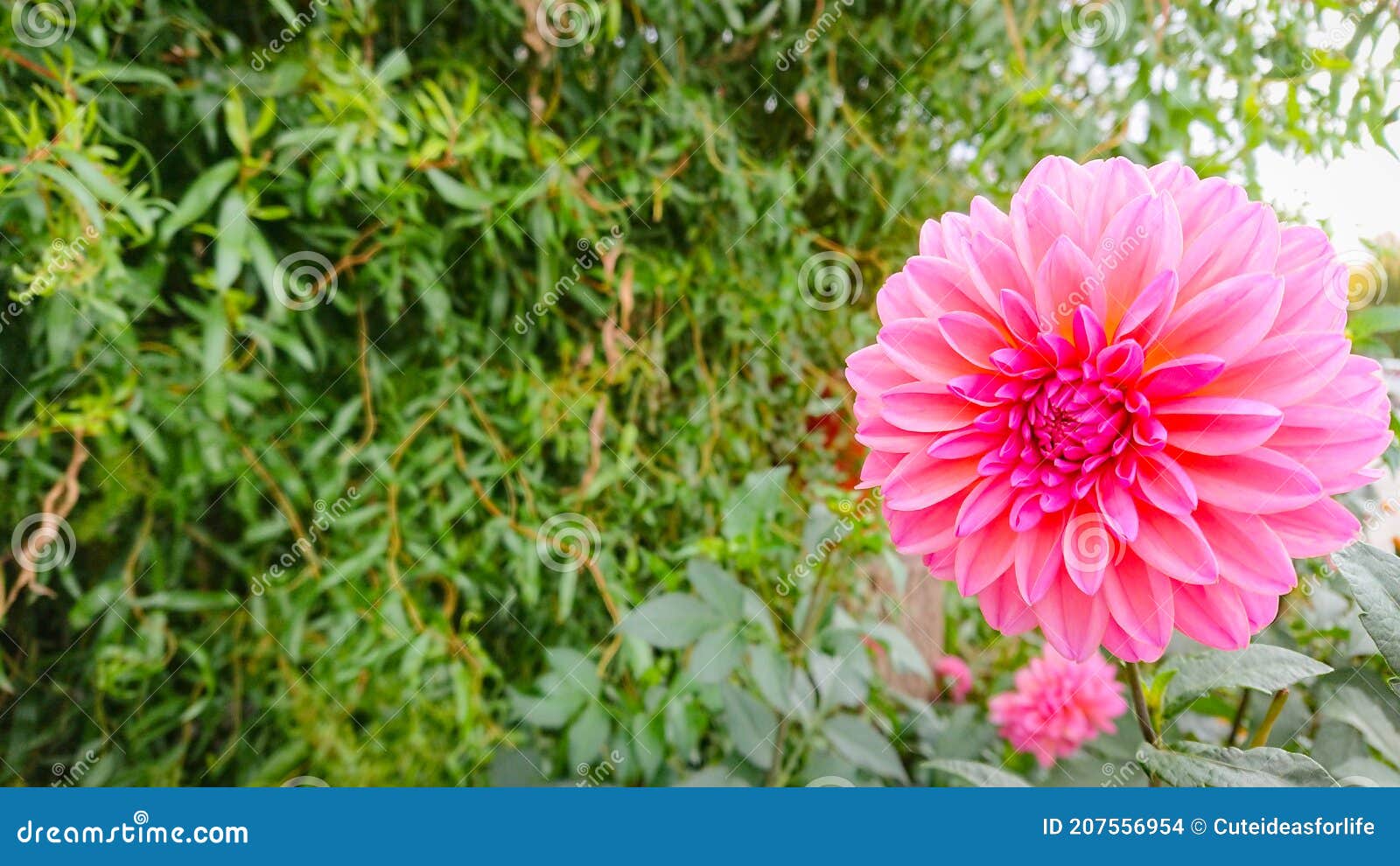 Beautiful Pink Astra on a Green Bush Background Stock Photo - Image of ...