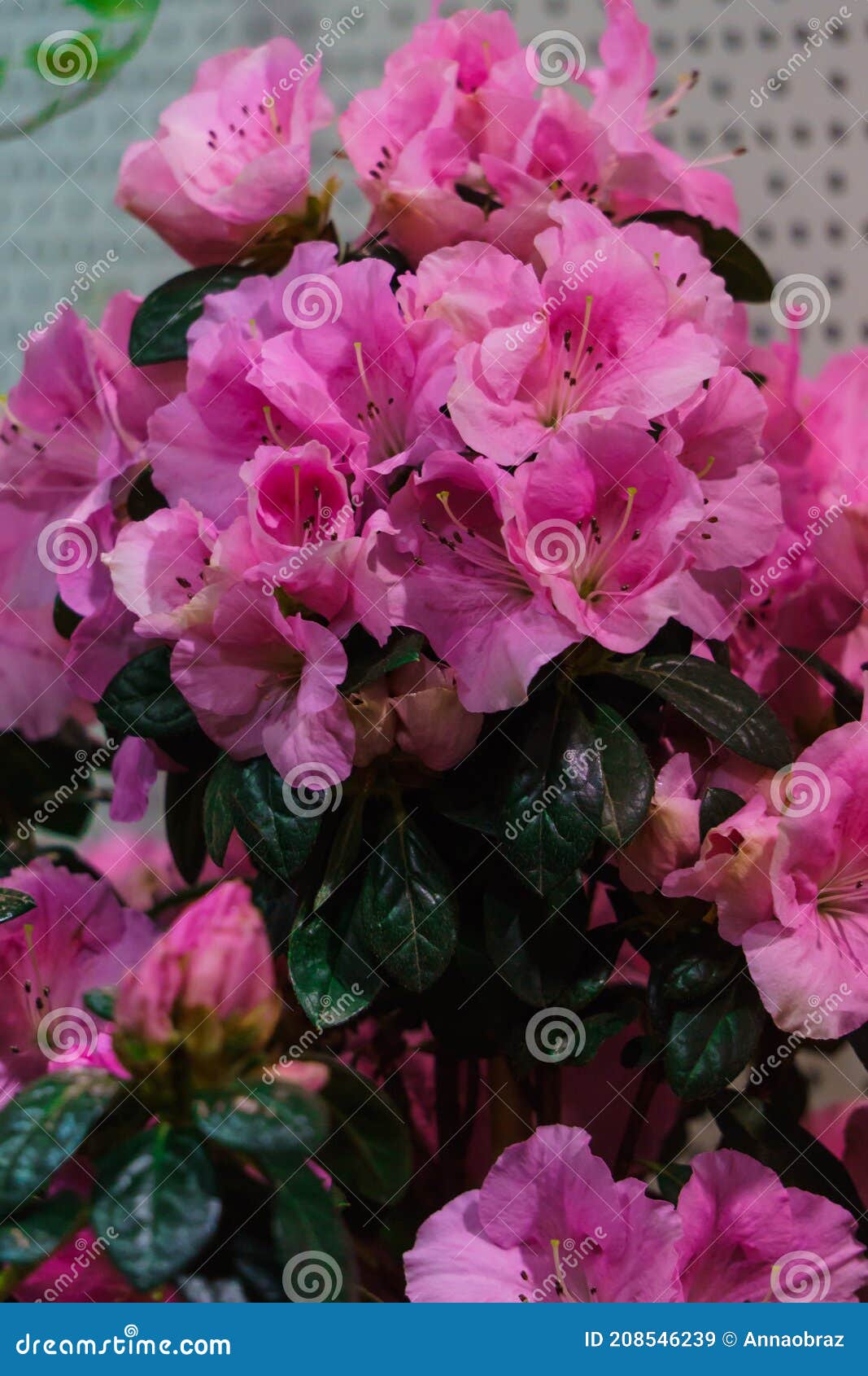 Beautiful Pink Azalea Buds in a Flower Pot Stock Image - Image of white ...