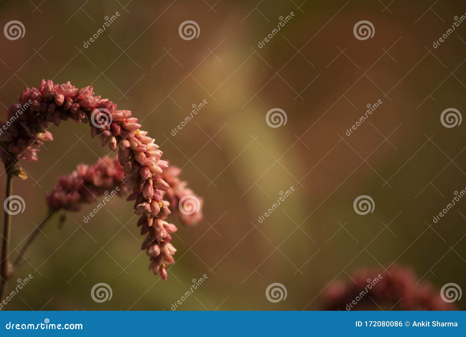 Beautiful Pink Barley Flower Wallpaper Background with a Space for Text ...