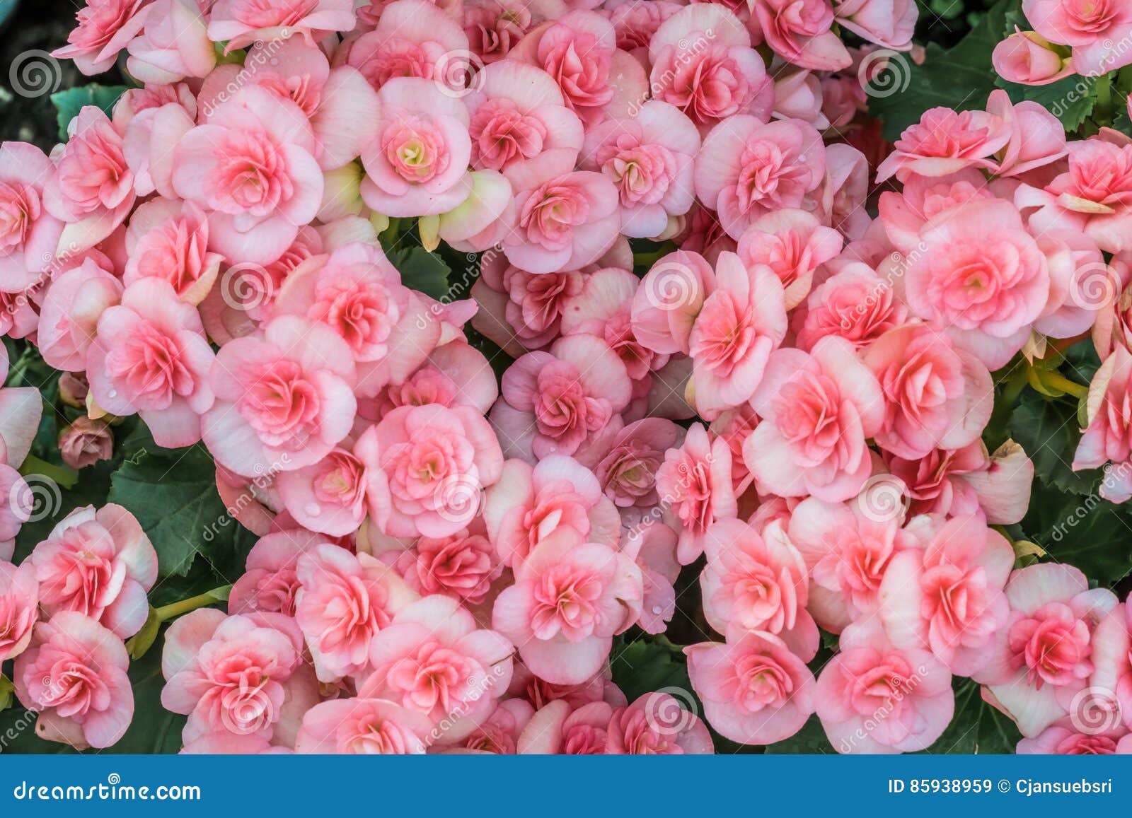 Pink Begonia Joe Hayden Flower Royalty-Free Stock Photo | CartoonDealer ...
