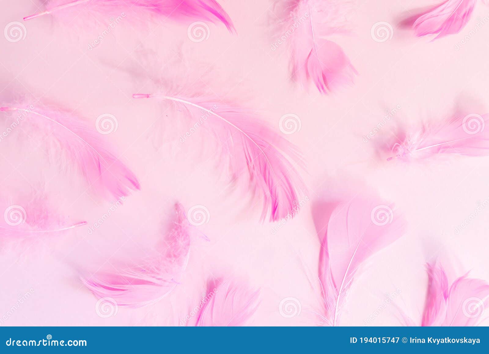 Beautiful Pink Bird Feathers on Pink Pastel Background. Flat Lay with ...