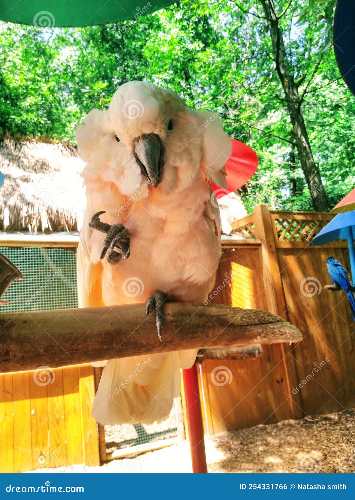 Hello there stock photo. Image of hello, beautiful, bird - 254331766