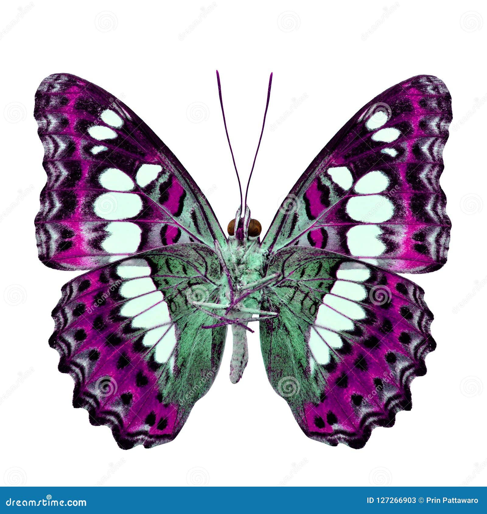 Beautiful Pink Butterfly, Common Commander (moduza Procris) Under Wings ... Beautiful Pink Butterfly, Common Commander (moduza Procris) Under Wings ...