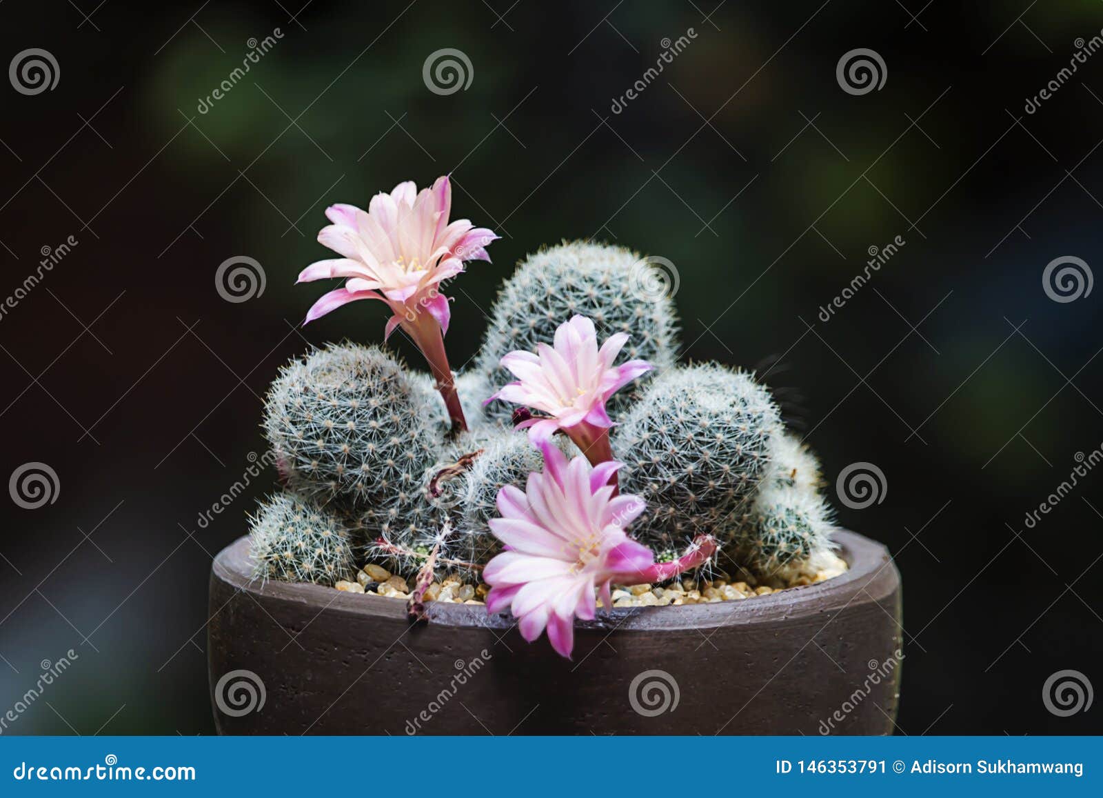 Beautiful Pink Cactus with Sharp Spines and White Fur Stock Image ...