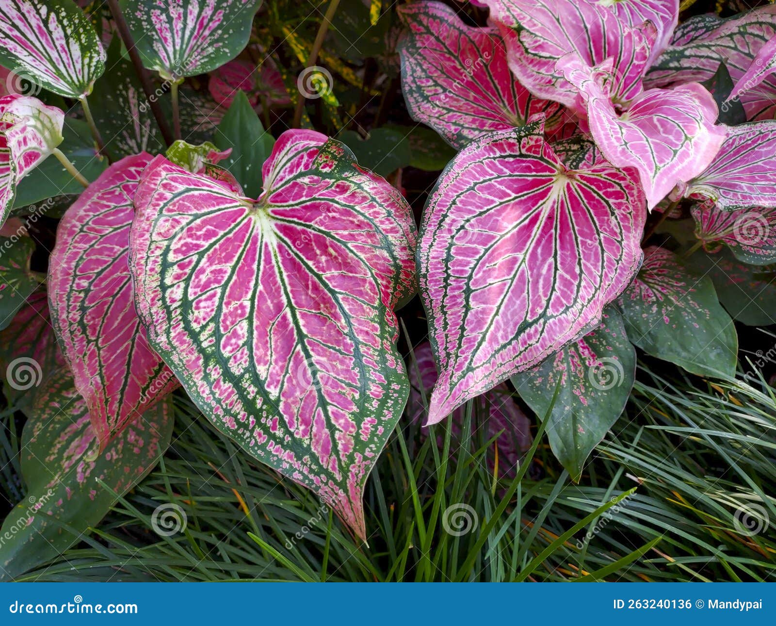 Beautiful Pink Caladium Varieties. Stock Photo - Image of green ...