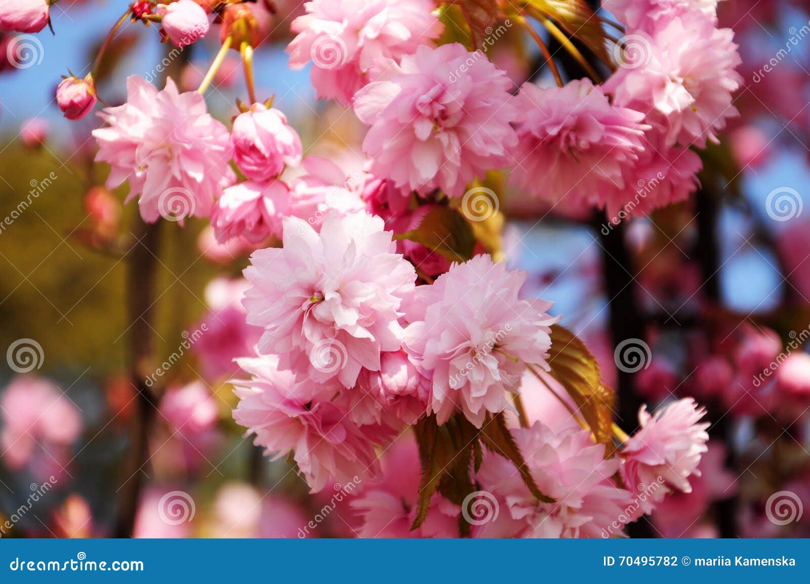 Beautiful Pink Cherry Blooming Tree Branch Stock Photo - Image of ...