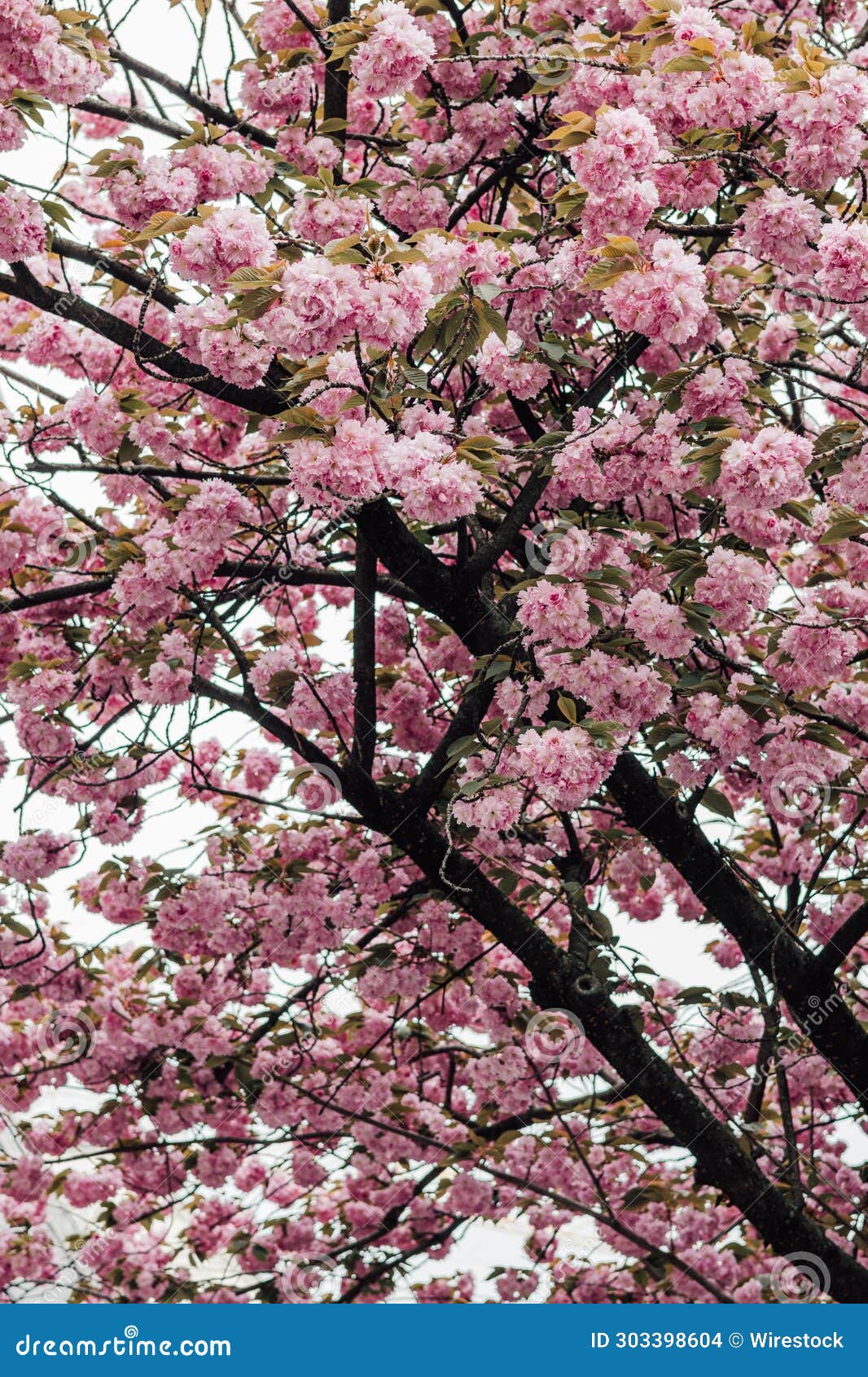 Beautiful Pink Cherry Blossom Tree in Full Bloom Stock Photo - Image of ...