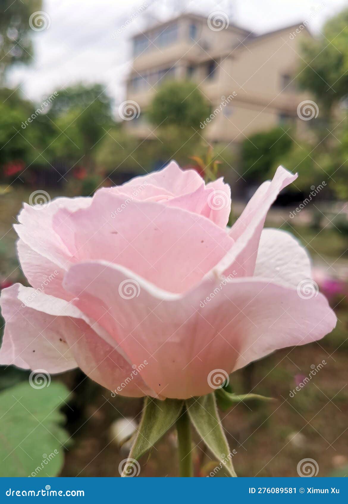 A Beautiful Pink Chinese Rose Stock Image - Image of chinese, blossom ...