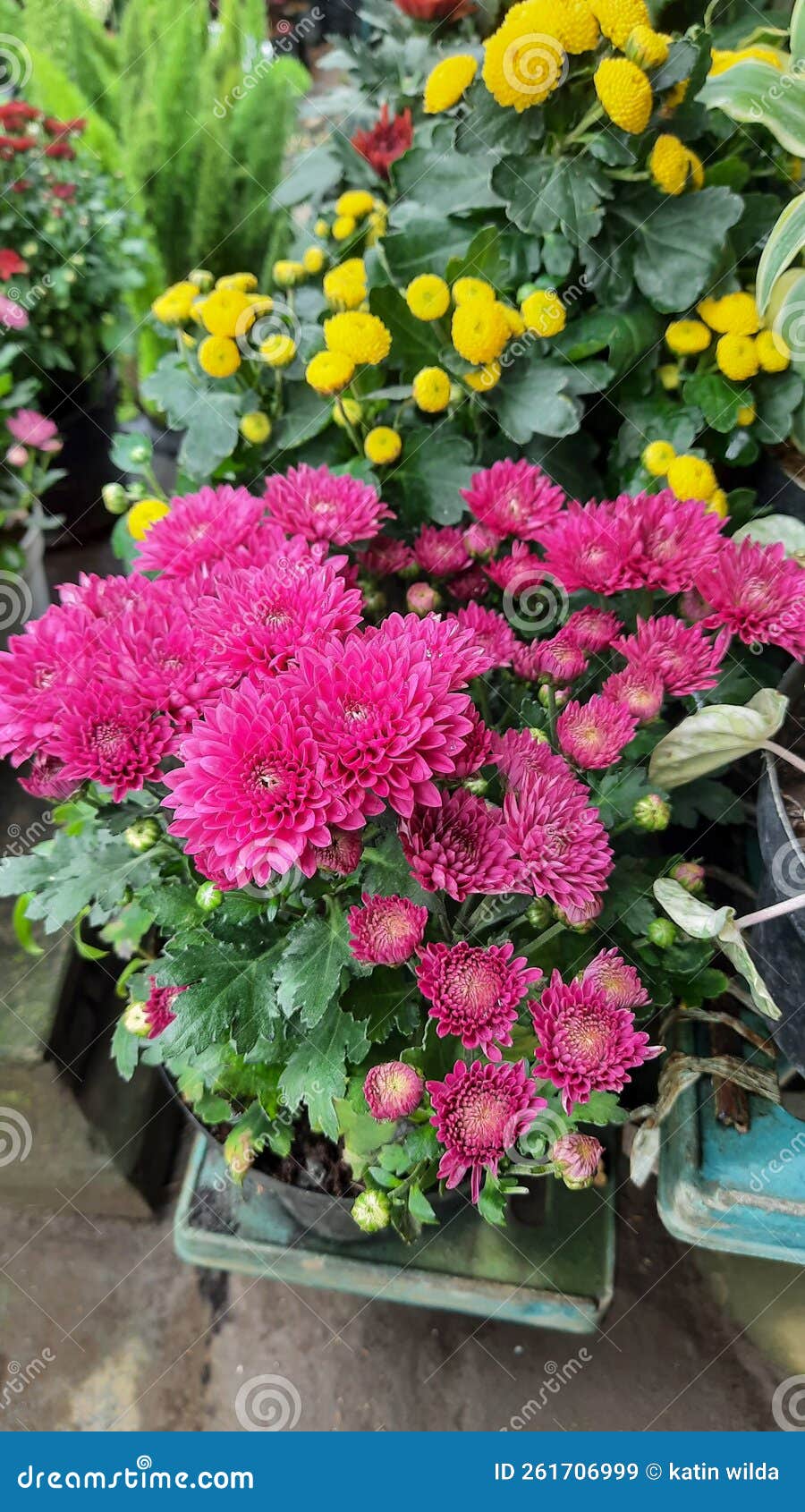 Beautiful Pink Chrysan Flower Stock Image - Image of blossom, petal ...