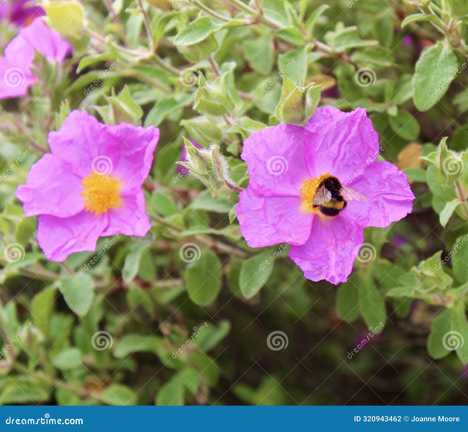 Pink Cistus Ladanifer Flower, Is A Species Of Flowering Plant In The ...