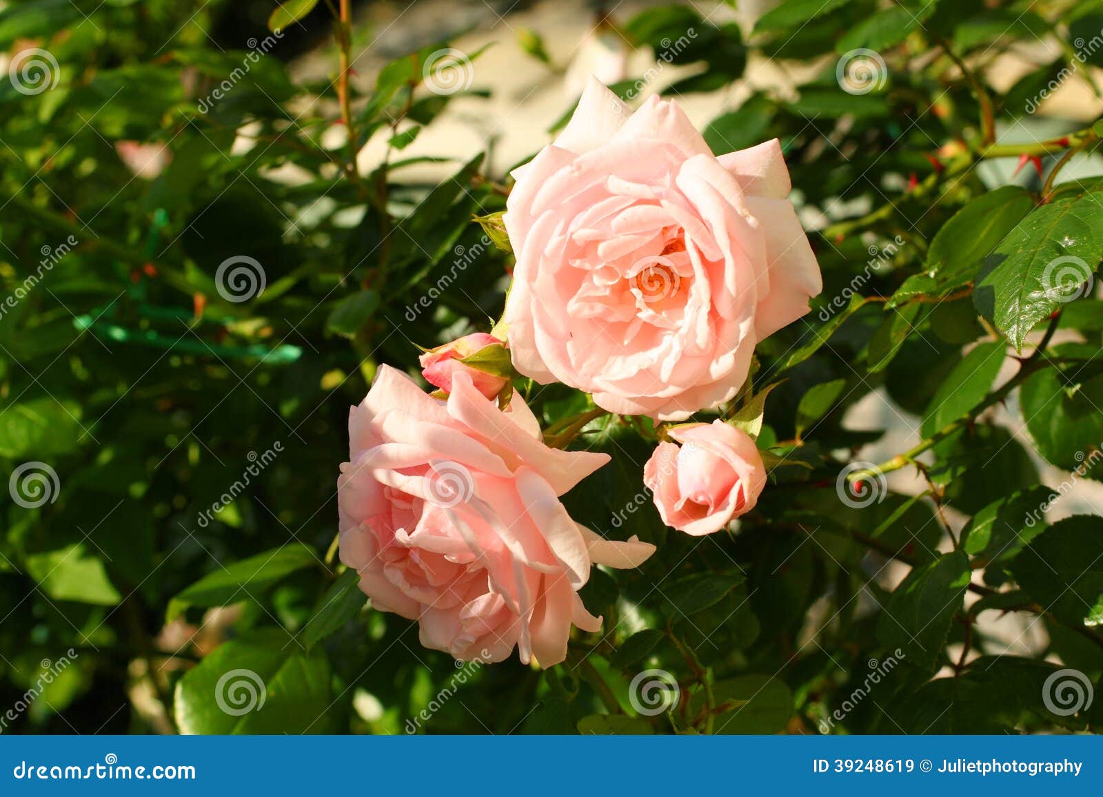Beautiful, Pink, Climbing Rose Stock Image - Image of flowers ...