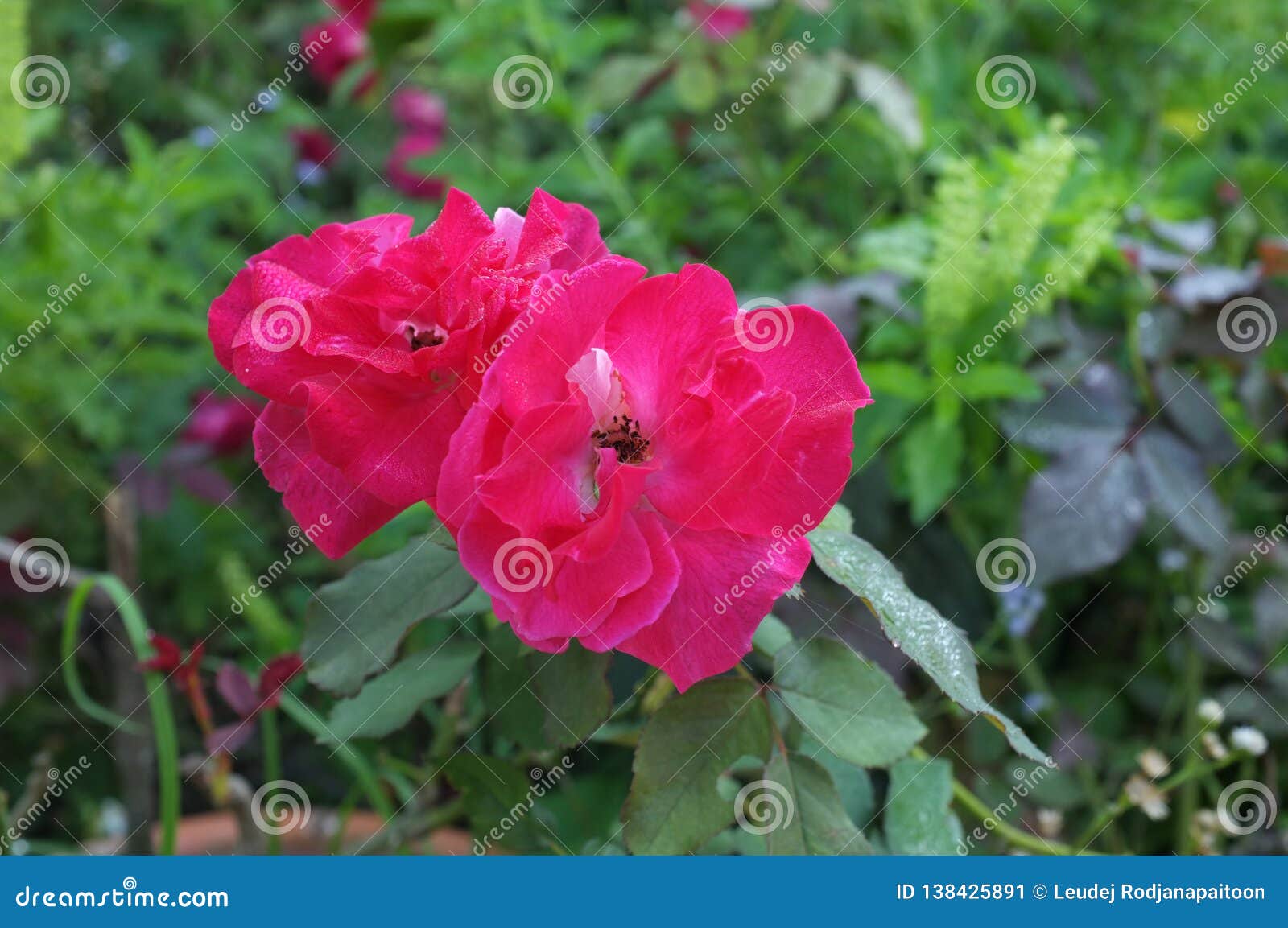 Beautiful Pink Climbing Roses in Spring in the Garden Beautiful Pink ...