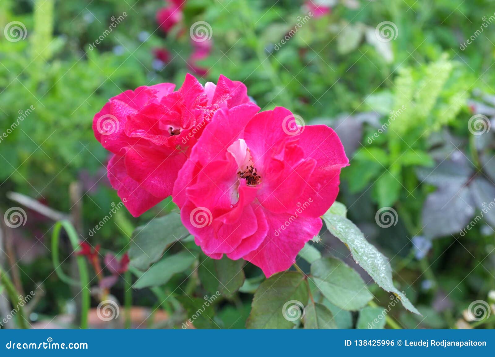 Beautiful Pink Climbing Roses in Spring in the Garden Beautiful Pink ...