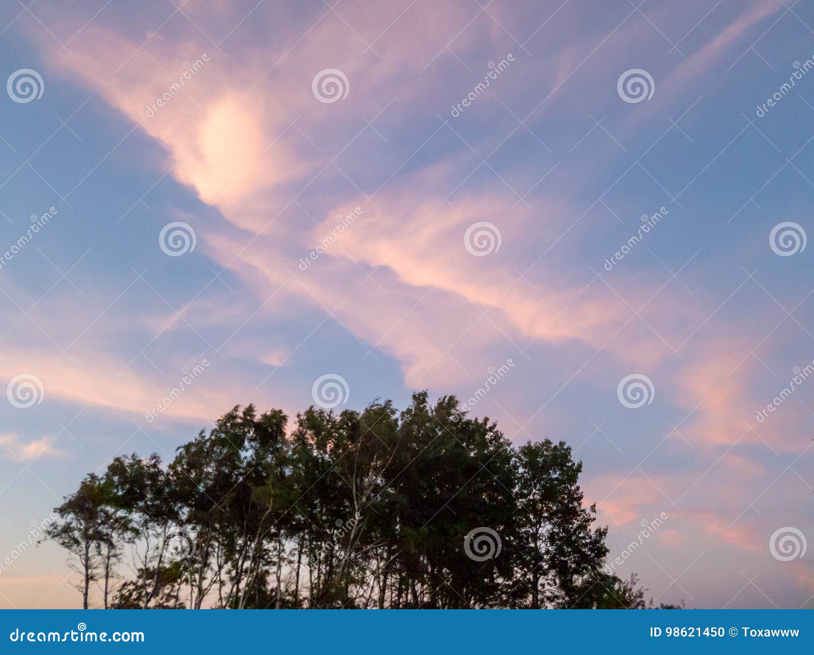 Beautiful Pink Clouds Above Trees Stock Photo - Image of landscape ...