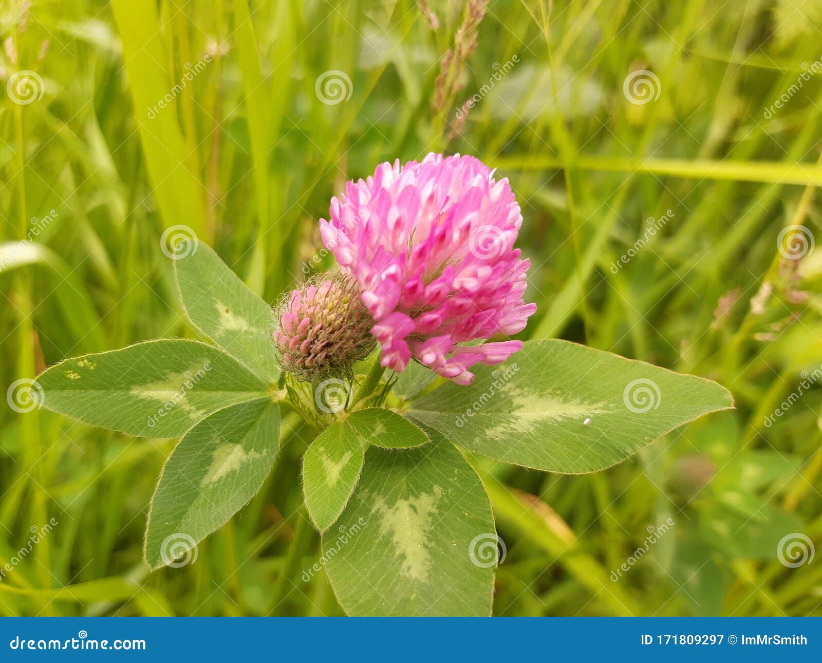 Beautiful pink clover stock image. Image of anthropogenic - 171809297