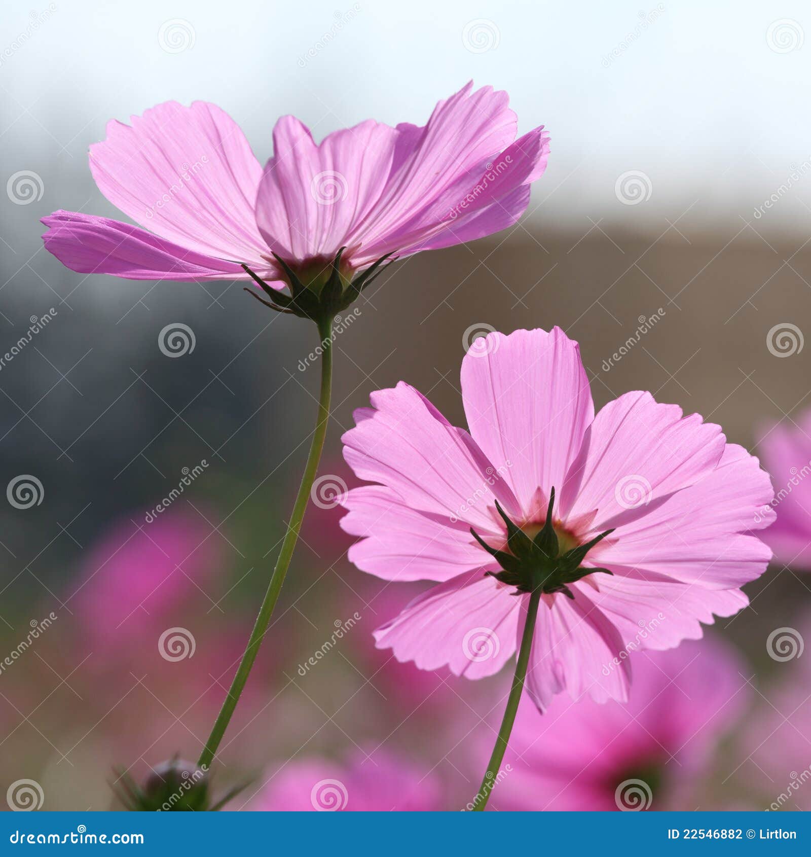 The beautiful pink cosmos stock photo. Image of plant - 22546882