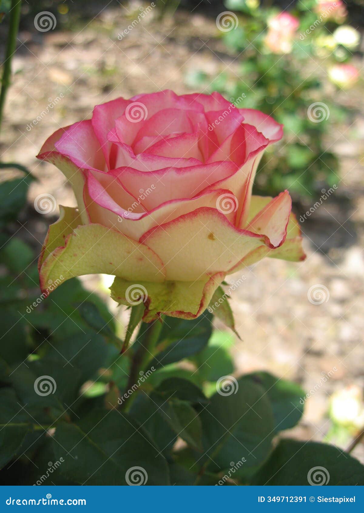 Beautiful Pink and Cream Rose in a Garden Setting Stock Image - Image ...