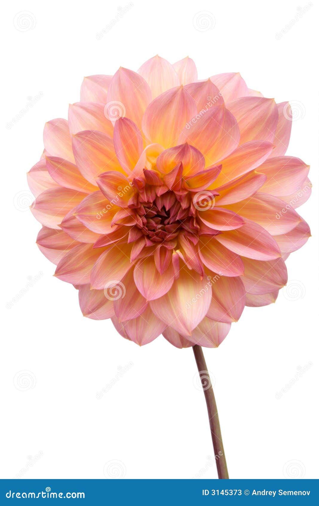 Beautiful Pink dahlia stock image. Image of single, pattern - 3145373