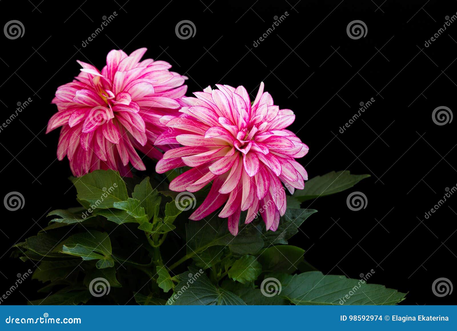 Beautiful Pink Dahlia on a Black Background Stock Photo - Image of ...