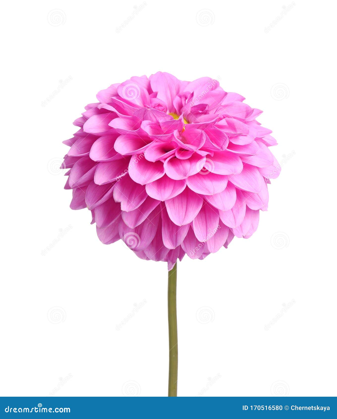 Beautiful Pink Dahlia Flower on Background Stock Photo - Image of ...