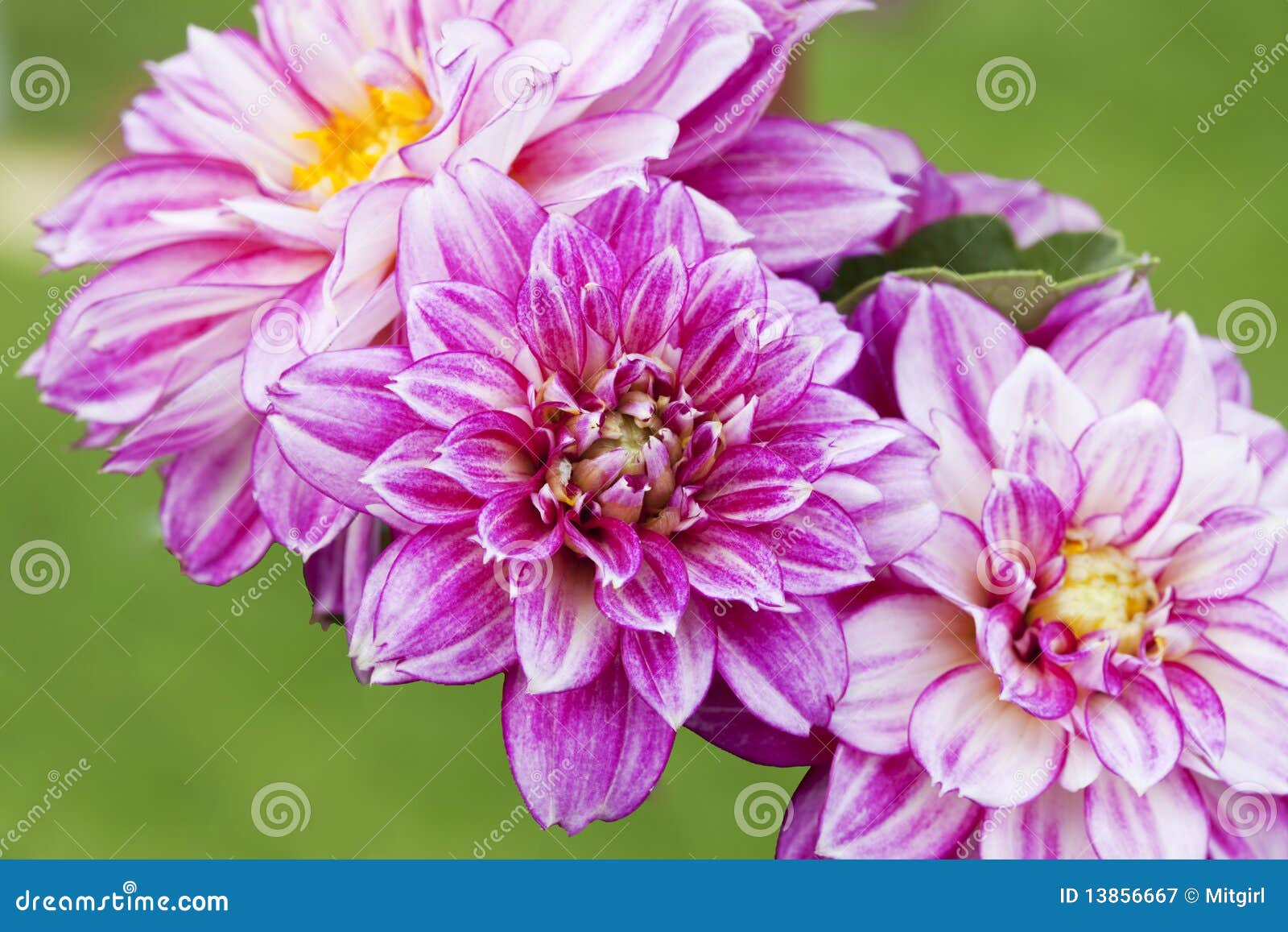 Beautiful Pink Dahlia Flowers Stock Image - Image of core, colorful ...
