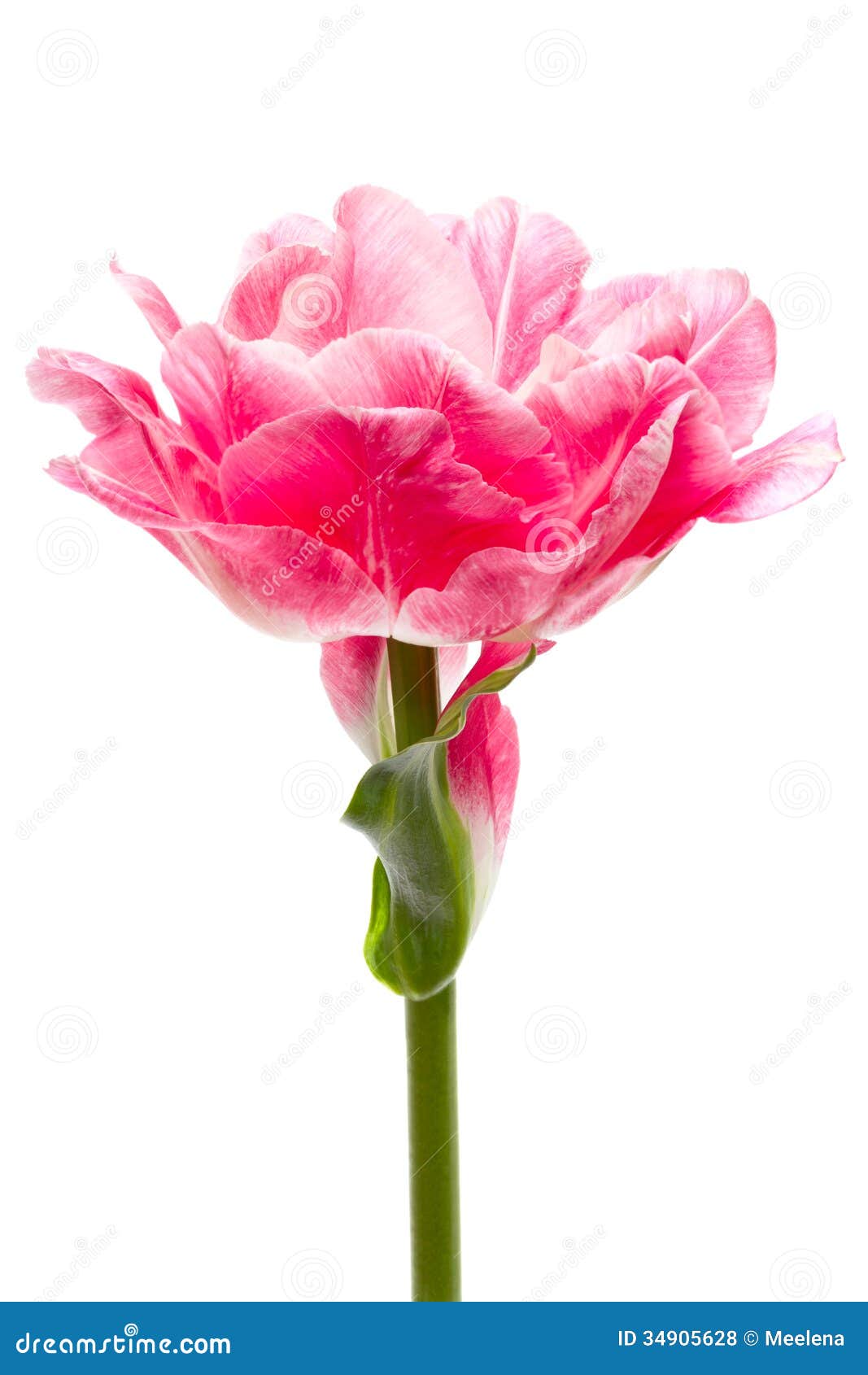Beautiful Pink Double Peony Tulip Stock Photo - Image of holiday ...