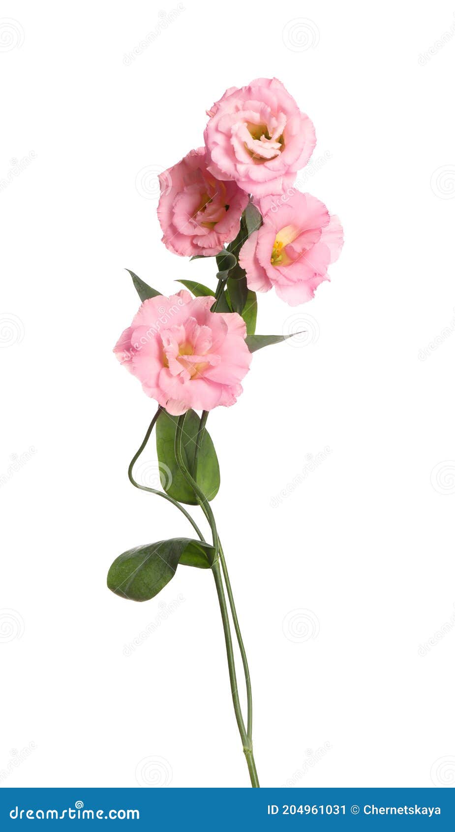 Beautiful Pink Eustoma Flowers Isolated on White Stock Image - Image of ...