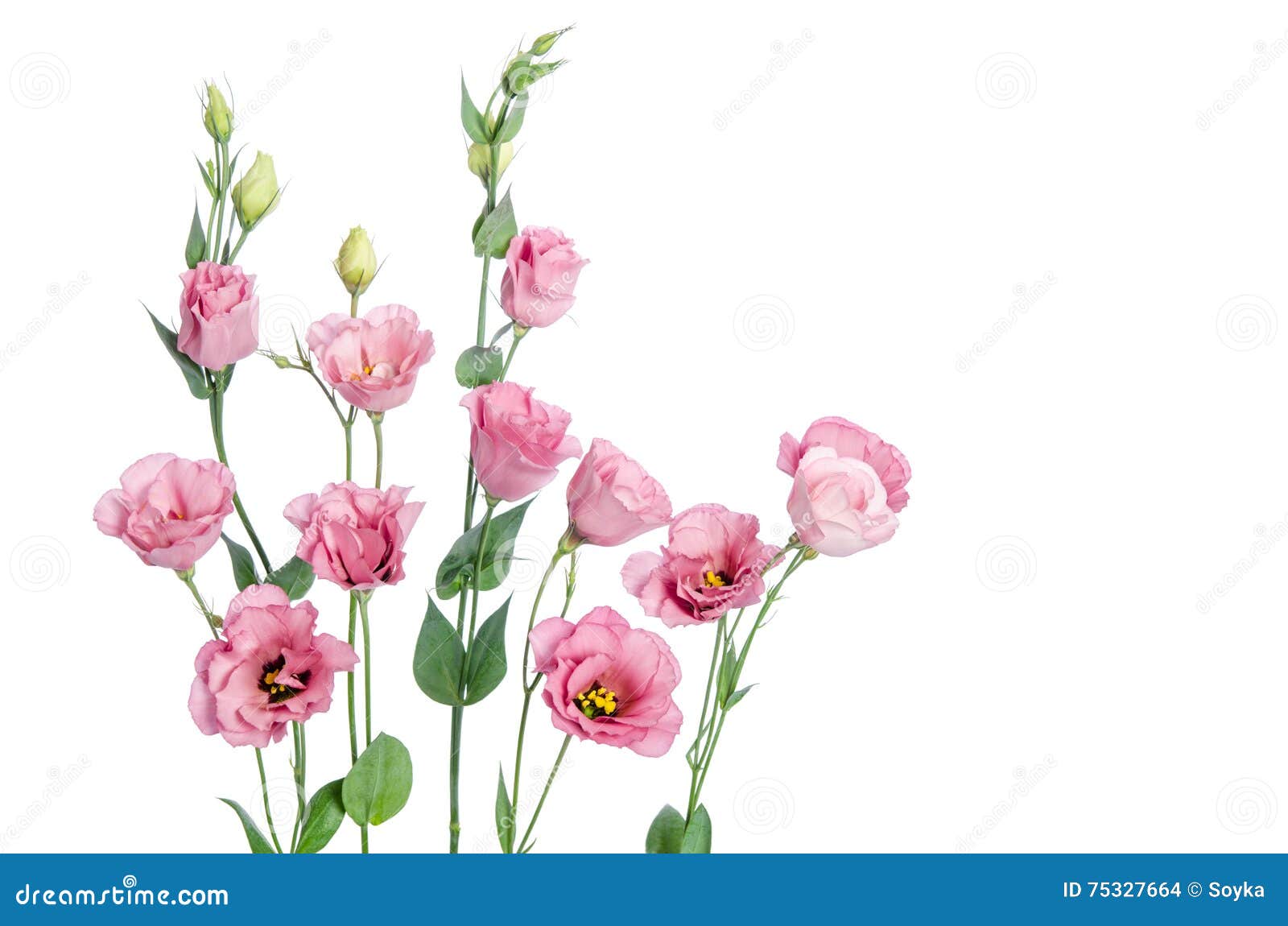Beautiful Pink Eustoma Flowers Stock Photo - Image of blooming ...