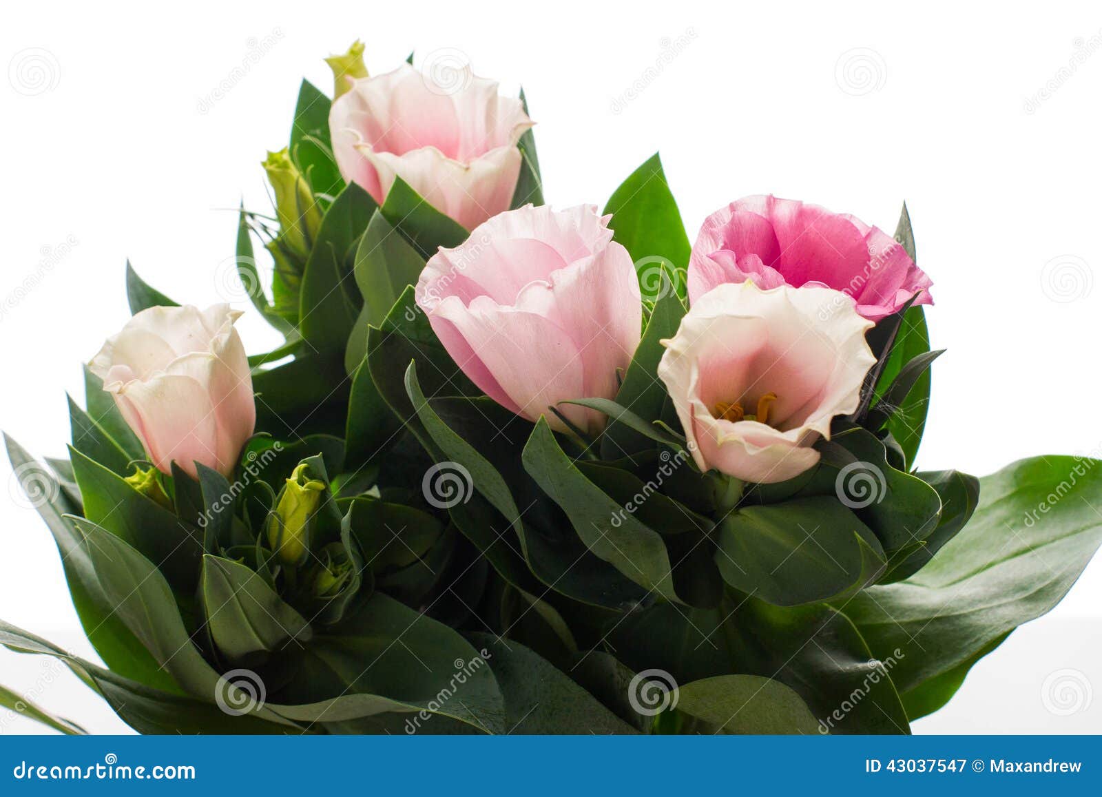 Beautiful pink eustoma stock image. Image of light, beautiful - 43037547