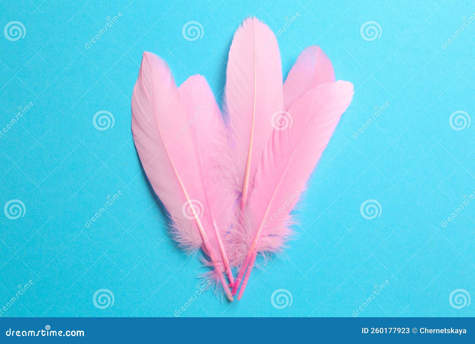 Beautiful Pink Feathers on Light Blue Background, Top View Stock Image ...