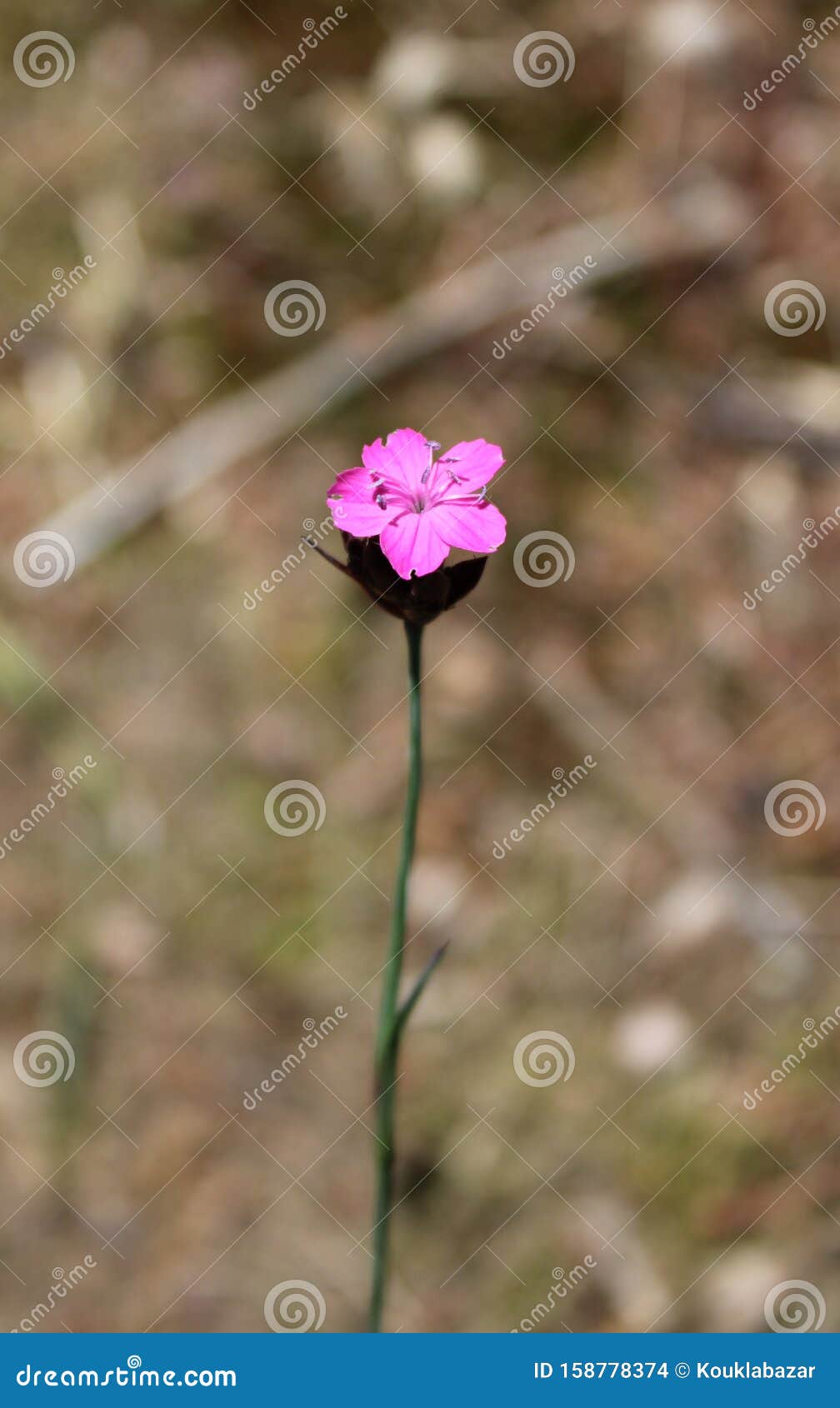 Beautiful Pink Field-flower Stock Photo - Image of fieldflower, travel ...