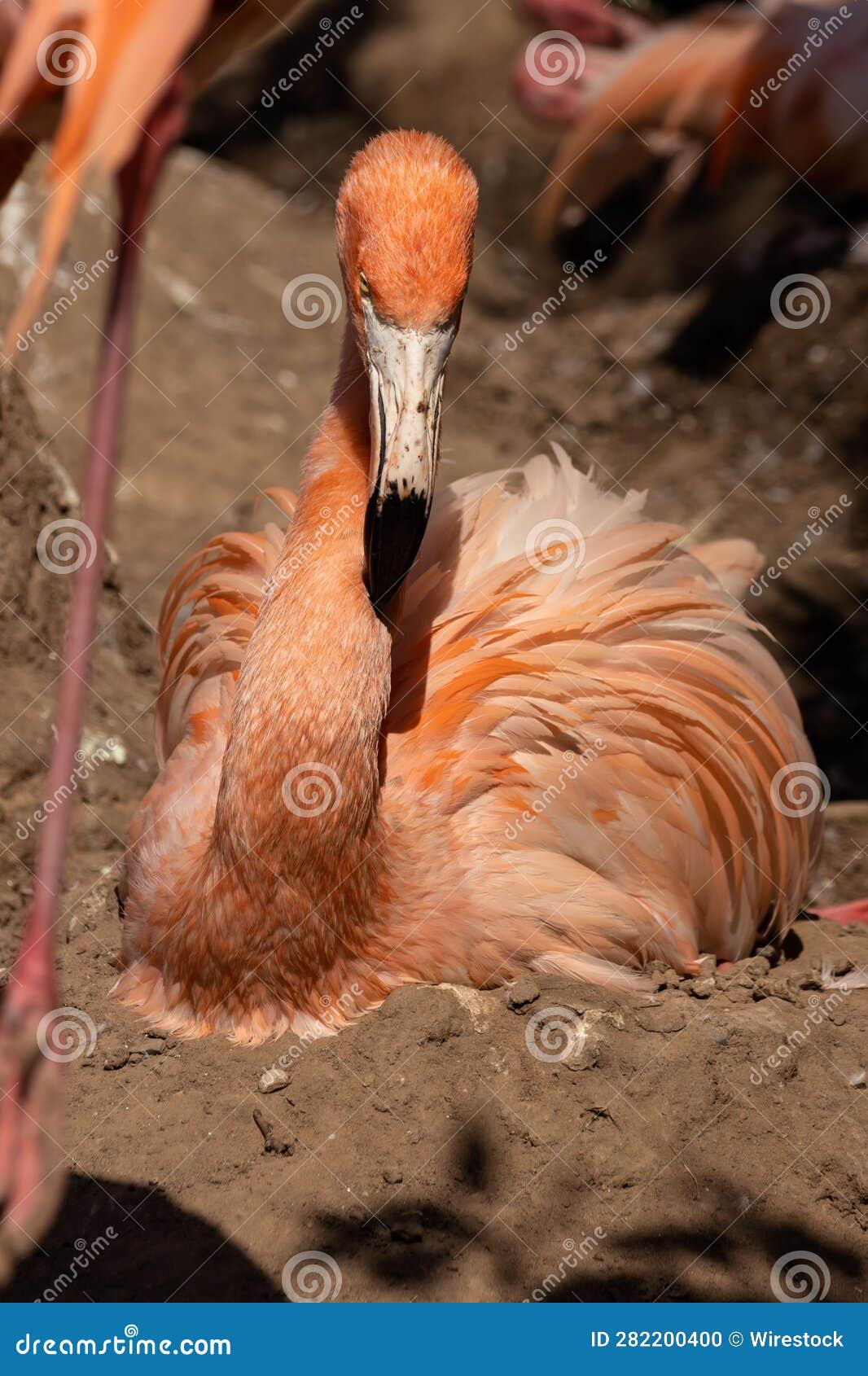 Beautiful Pink Flamingo at the Zoo Stock Photo - Image of wildlife ...