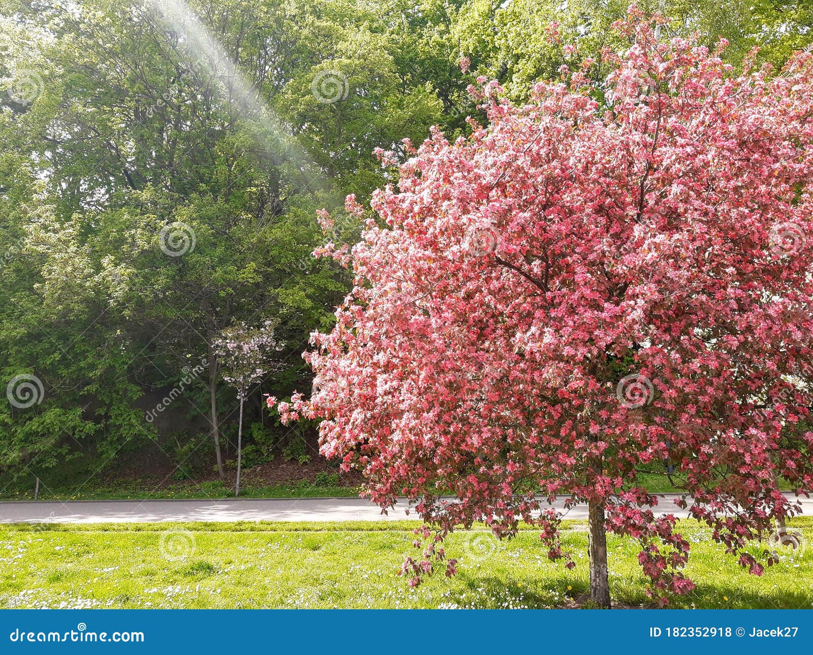Beautiful pink floral tree stock photo. Image of object - 182352918
