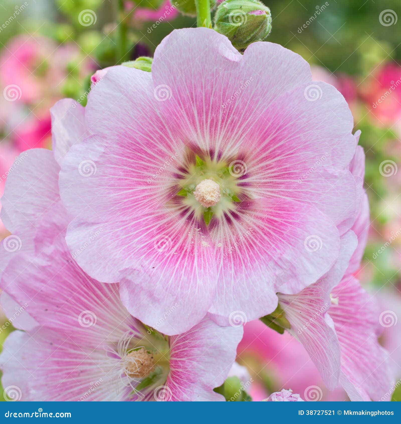 The Beautiful Pink Flower Blooming Stock Image - Image of beauty, bloom ...