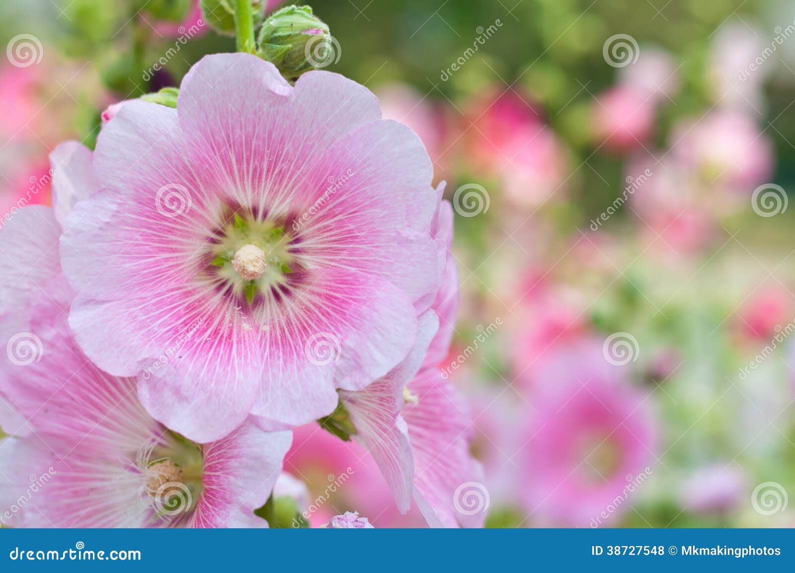 The Beautiful Pink Flower Blooming Stock Photo - Image of flower ...