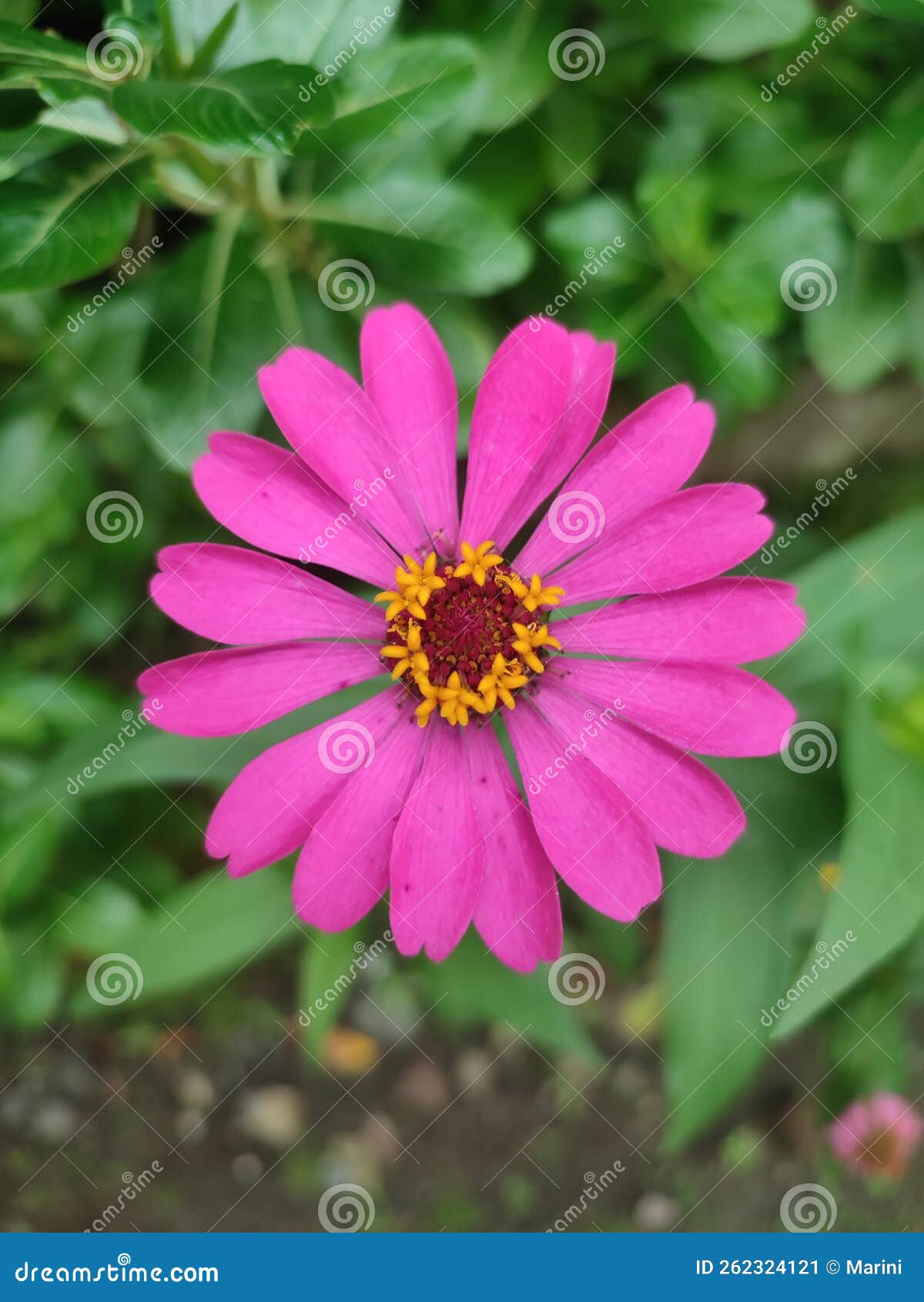 A Beautiful Pink Flower Blooms while Raining Outside Stock Image ...