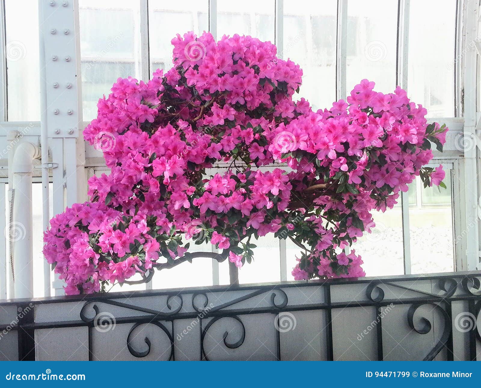 Beautiful Pink Flower Bush stock image. Image of flower - 94471799