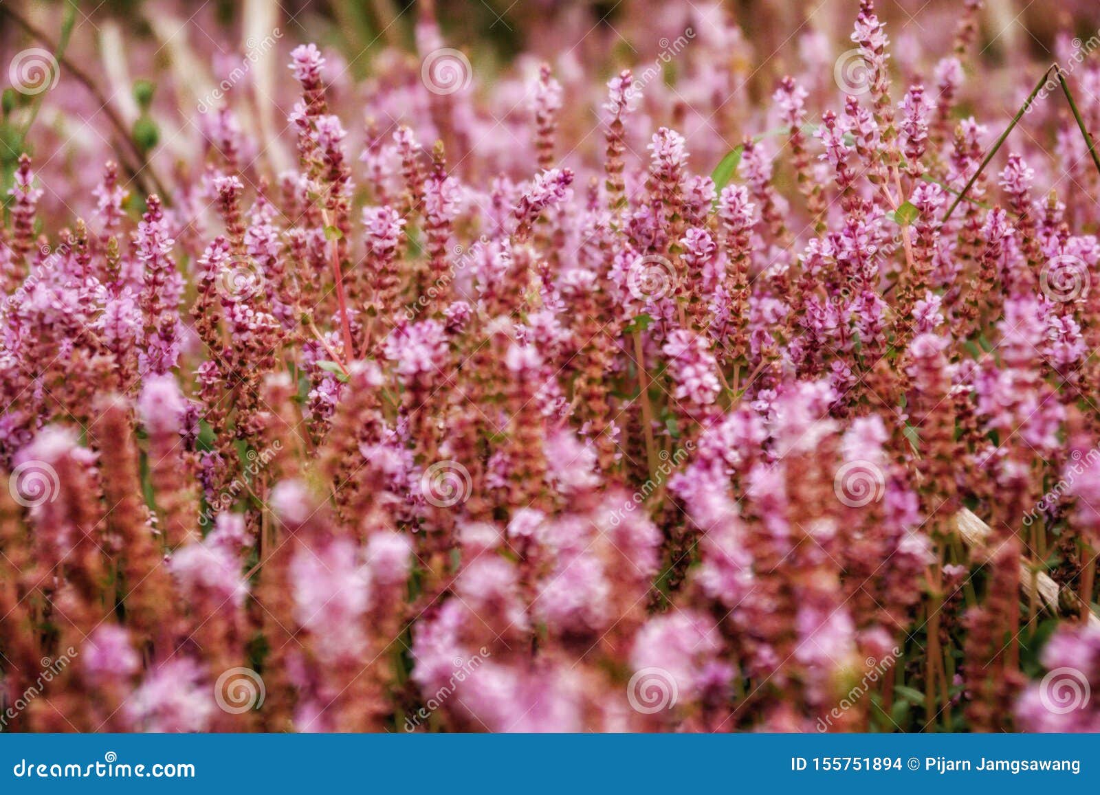 Beautiful Pink Flower Fields in the Countryside Stock Photo - Image of ...