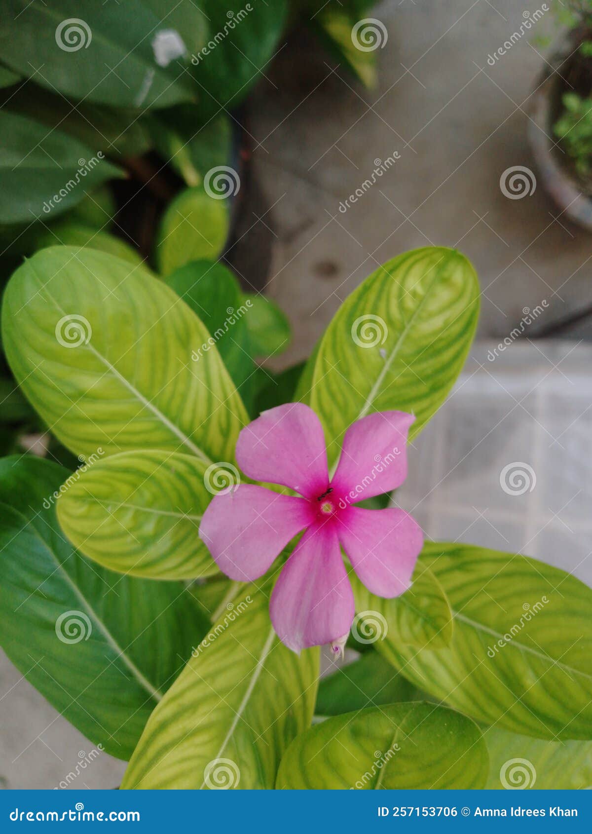 A Beautiful Pink Madagascar Periwinkle in Full Spring Bloom Stock Photo ...