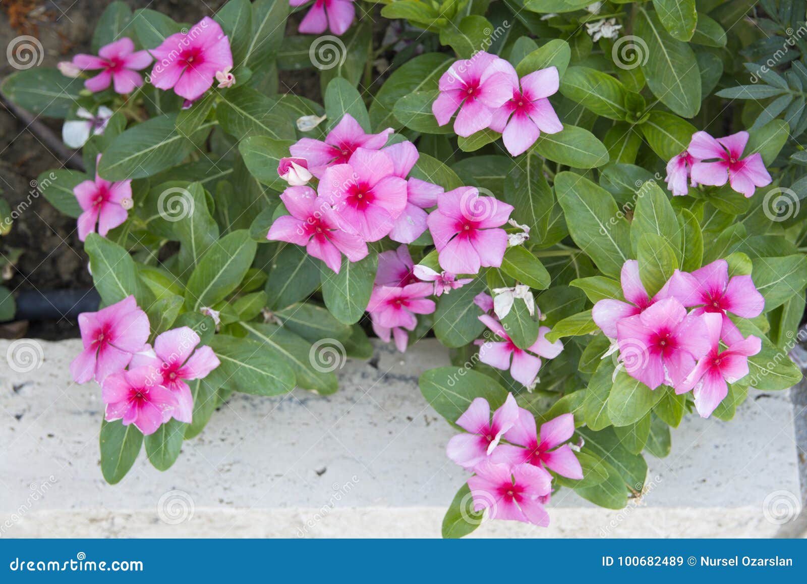 Mirabilis flower stock image. Image of garden, pink - 100682489