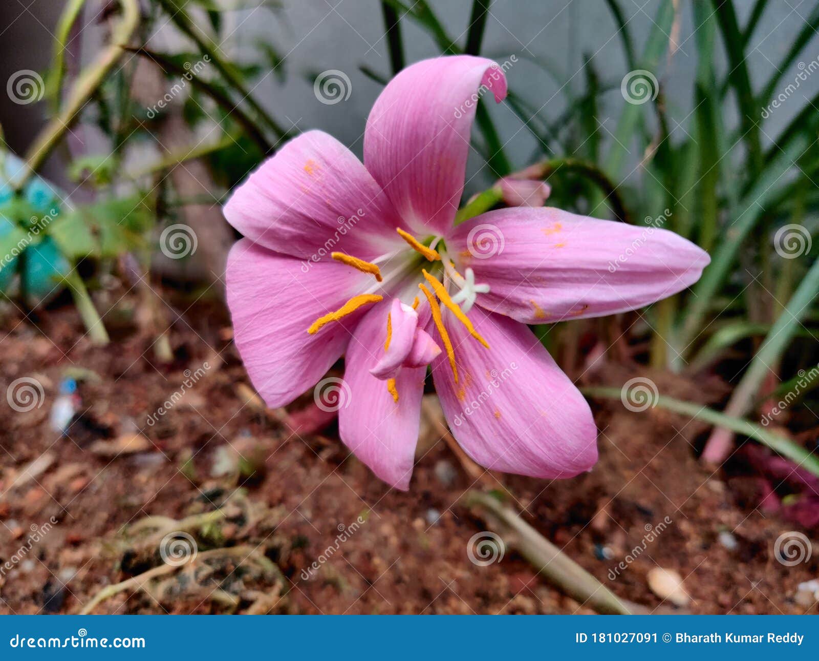 Beautiful Pink Flower Grown in the Garden Stock Image - Image of flower ...