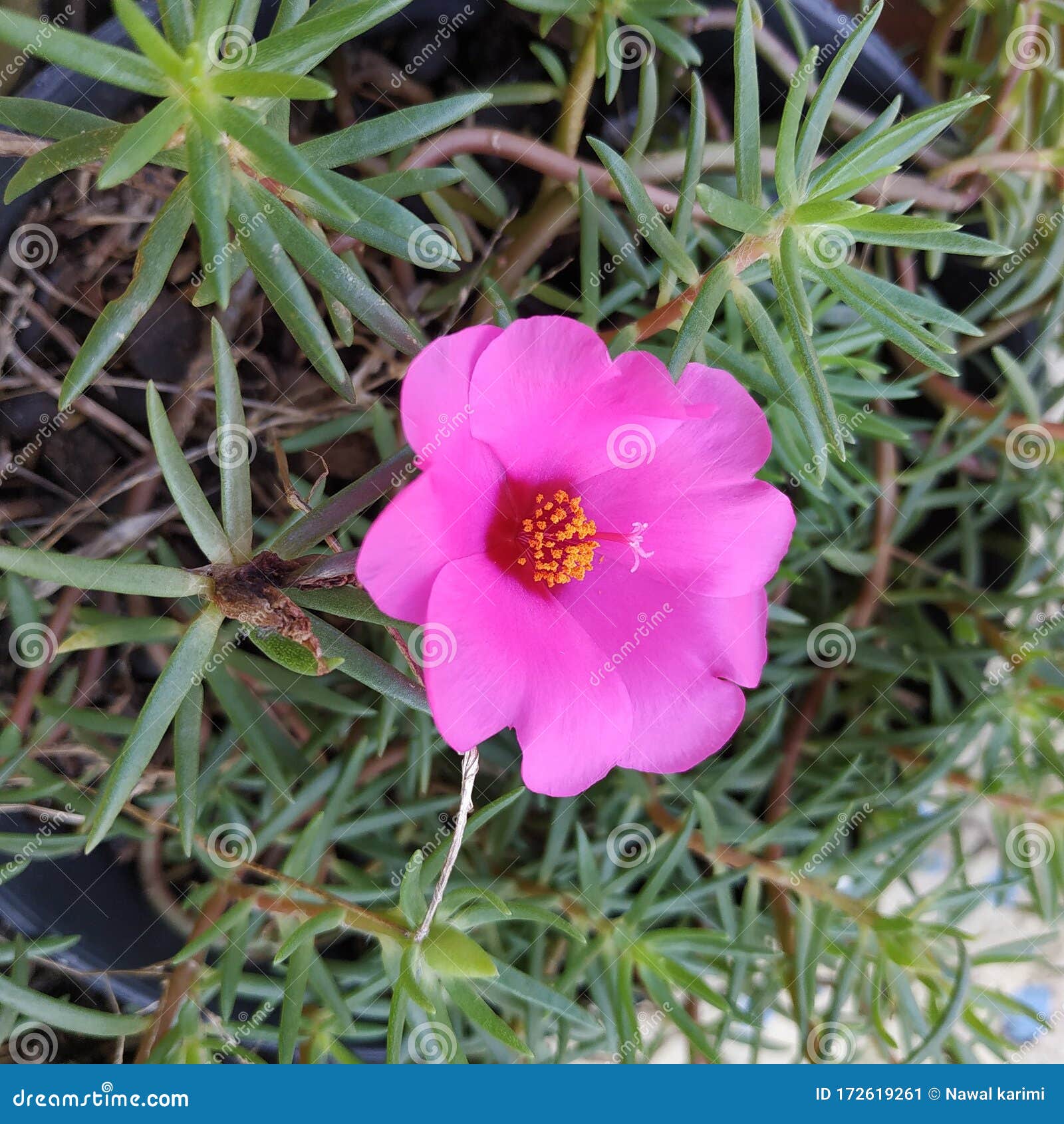 Beautiful Pink Flower Growth Stock Image - Image of growth, petal ...