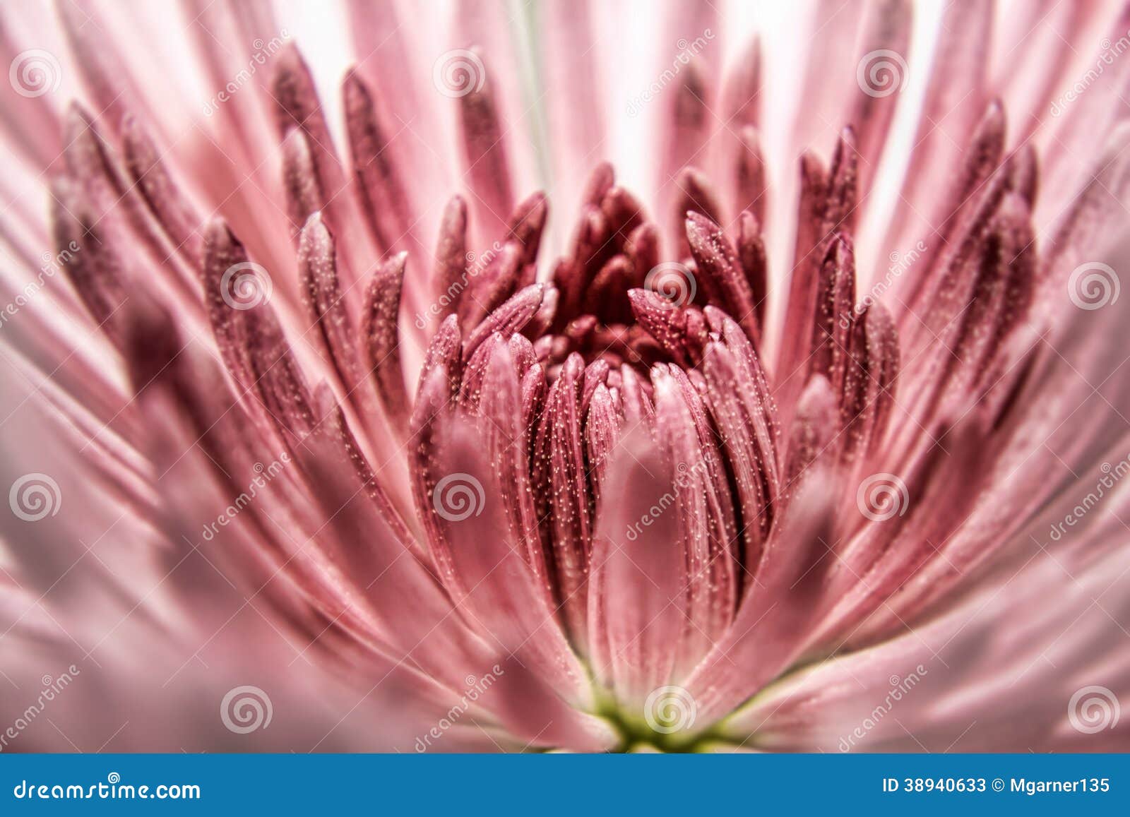 A beautiful pink flower stock image. Image of garden - 38940633